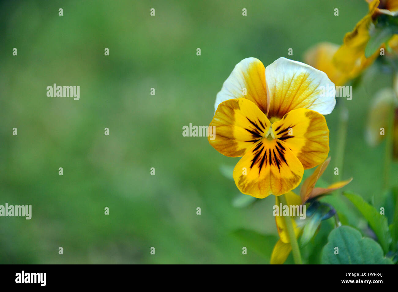 Single Viola Deltini 'Honey Bee' Flowers grown in a English Cottage ...