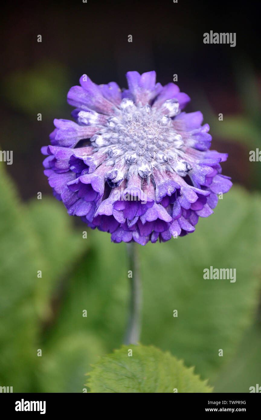 Deep blue flower hi-res stock photography and images - Alamy