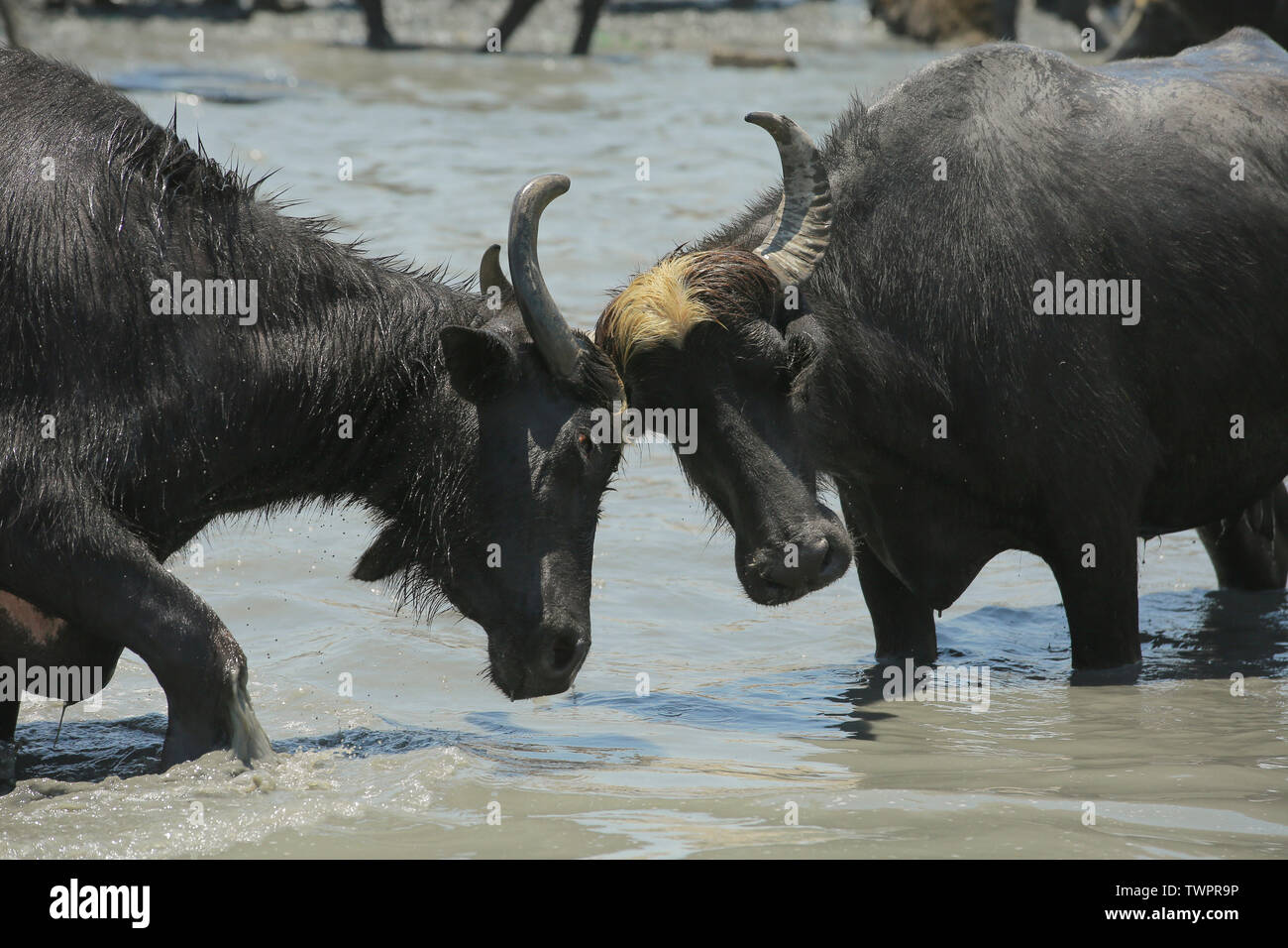 Heat wave in iraq hi-res stock photography and images - Alamy