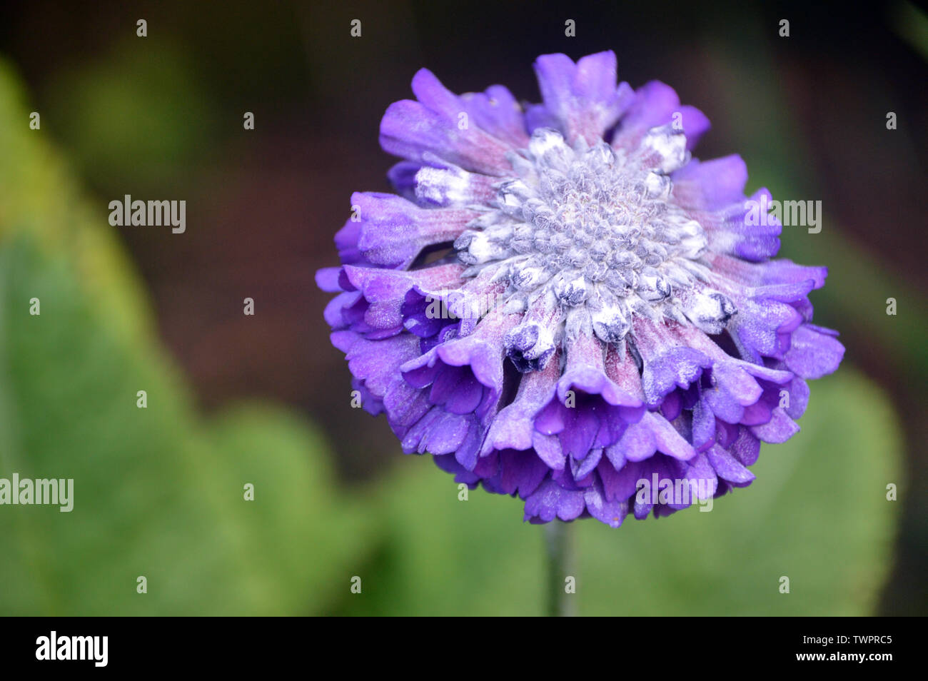 Deep blue flower hi-res stock photography and images - Alamy