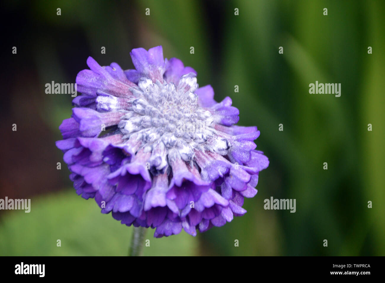 Single Primula capitata 'Noverna Deep Blue' Flower grown in English ...