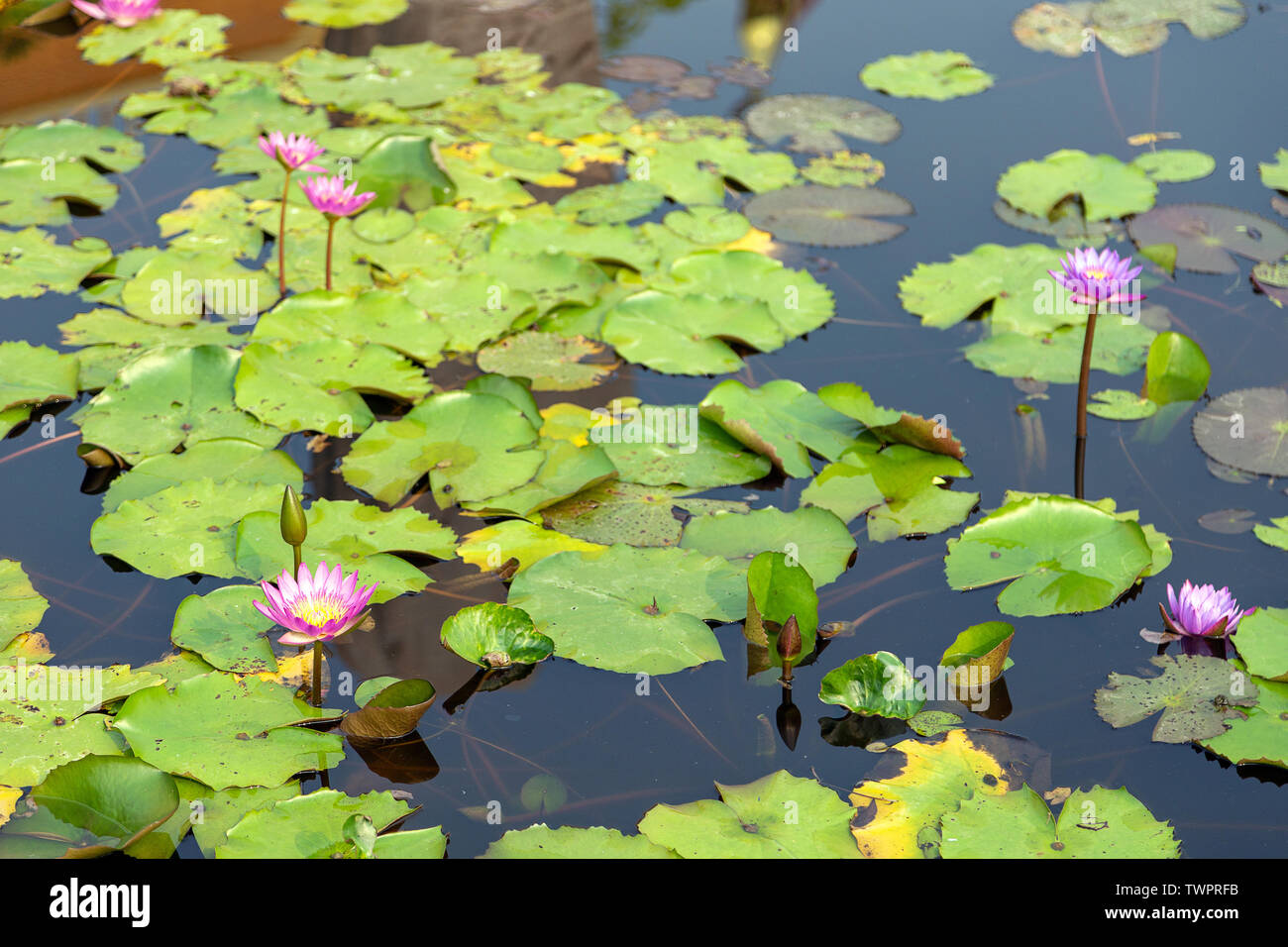 Asian water lily hi-res stock photography and images - Alamy