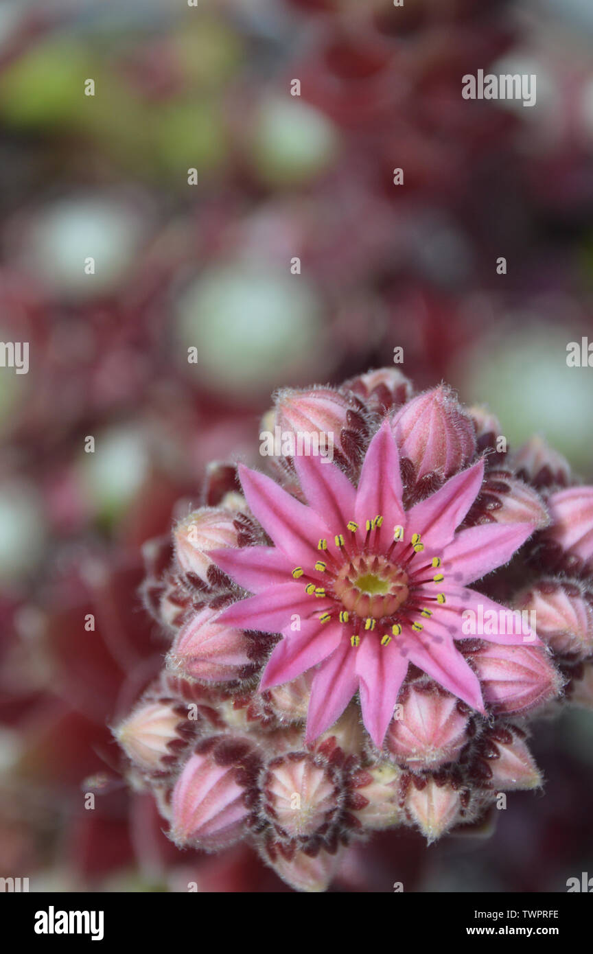 Single Pink Cobweb House-Leek (Sempervivum Arachnoideum Stansfieldii ...