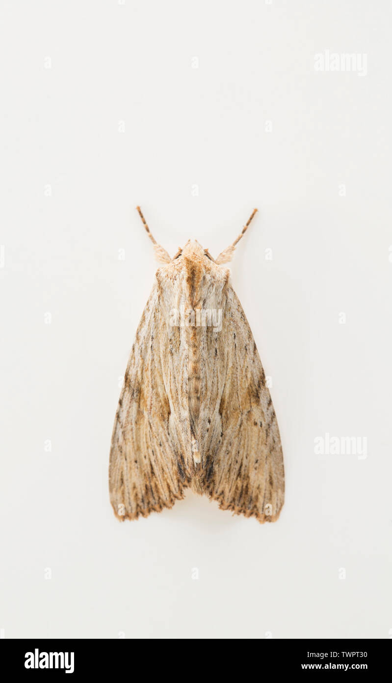 Moth light hi-res stock photography and images - Alamy