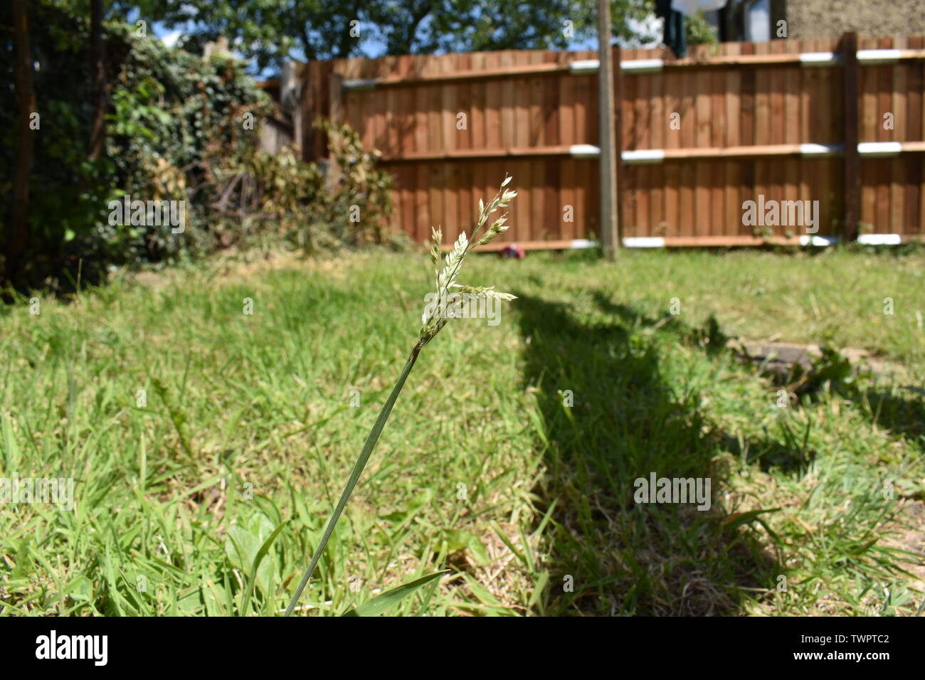 lone plant growing in the summers heat Stock Photo - Alamy