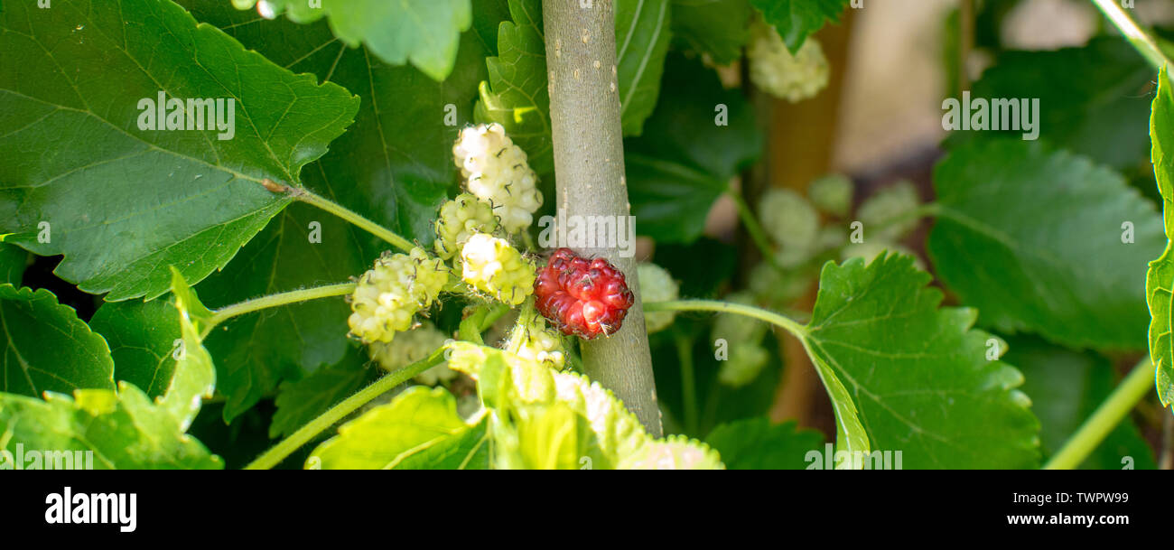 closeup of red mulberries on mulberry tree on hot summer day Stock ...
