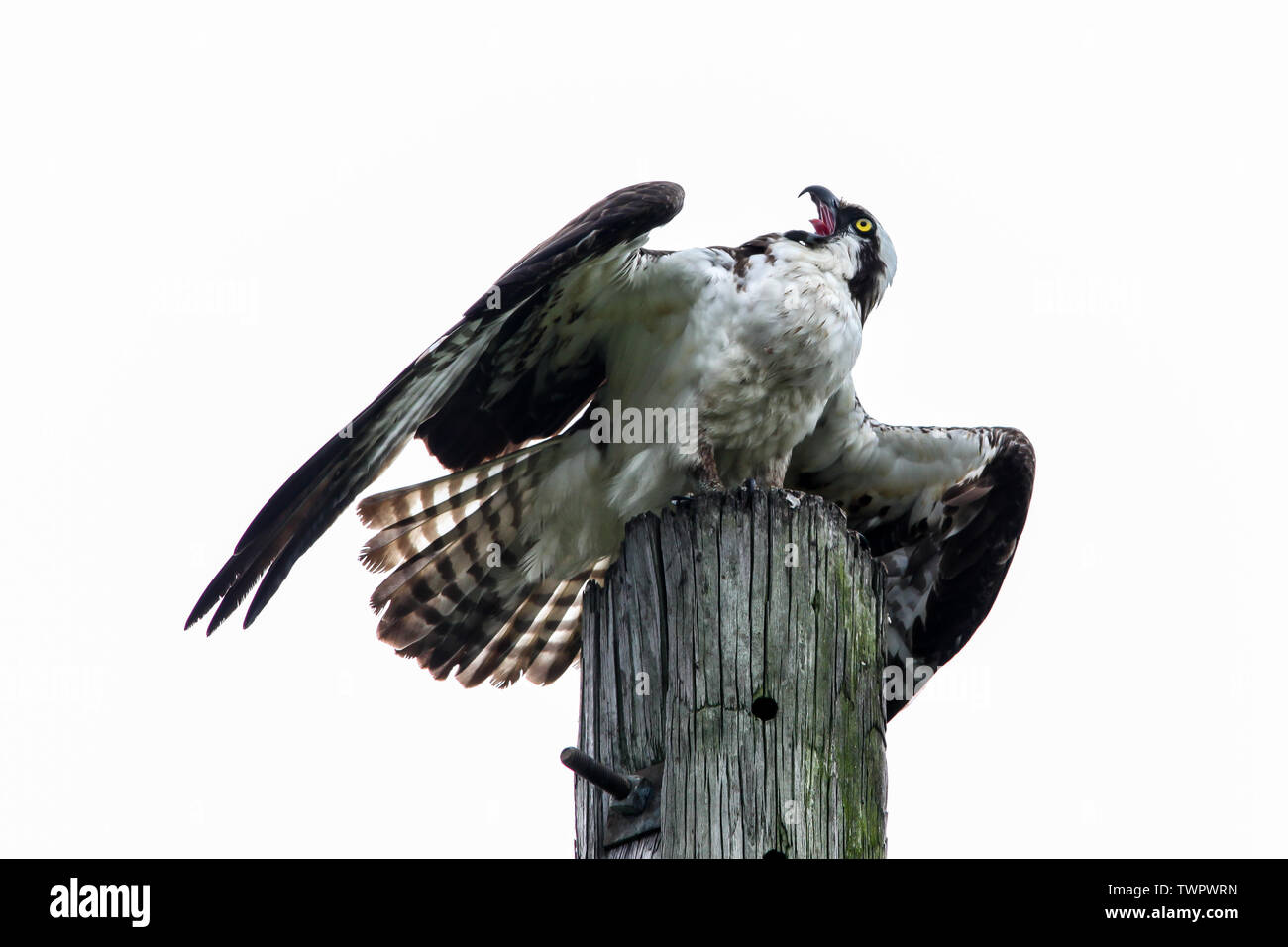 Osprey sitting on pool with open mouse and tongue out Stock Photo - Alamy