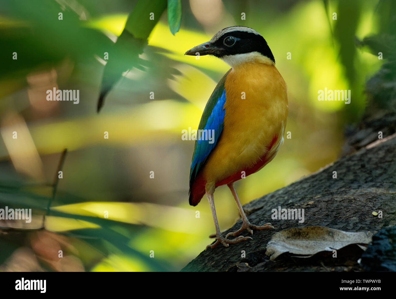 Blue-winged Pitta - Pitta moluccensis passerine bird in the family ...