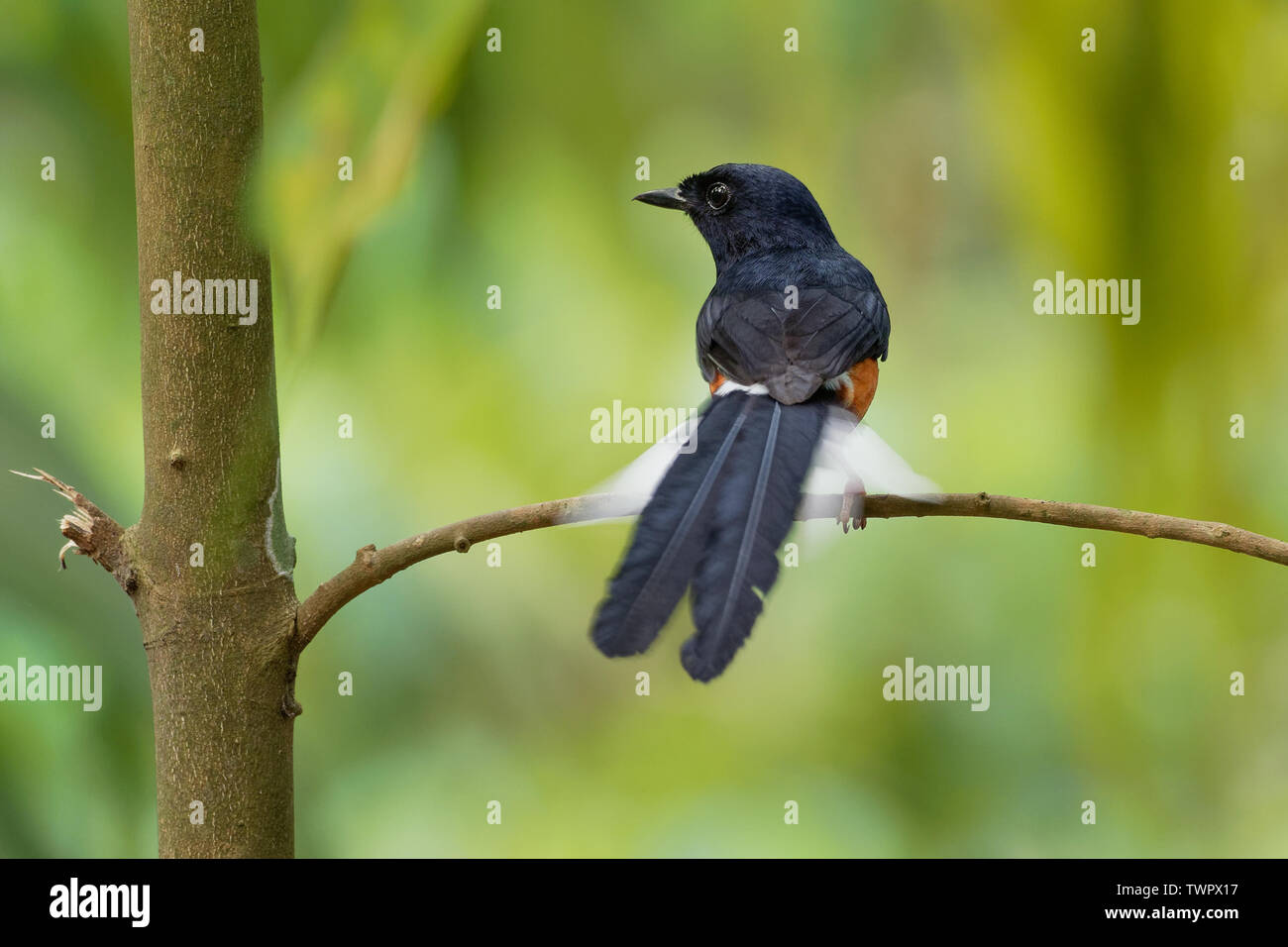 Shama Bird High Resolution Stock Photography and Images - Alamy