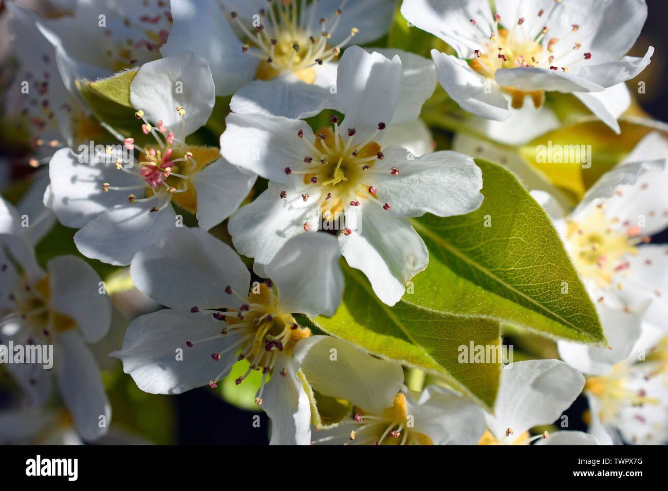White Dwarf Pear Tree Blossoms Stock Photo - Alamy