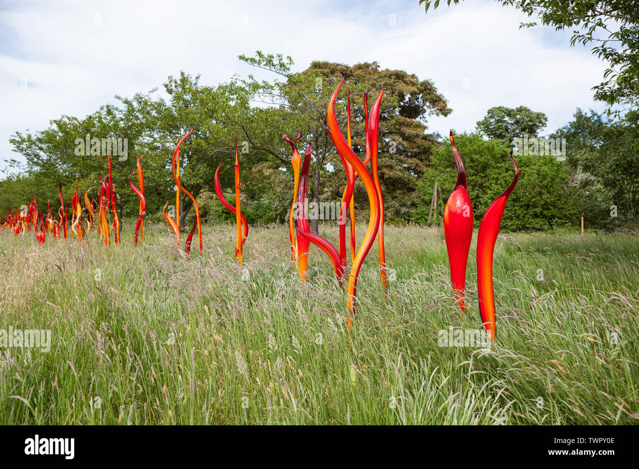 Copper birch hi-res stock photography and images - Alamy