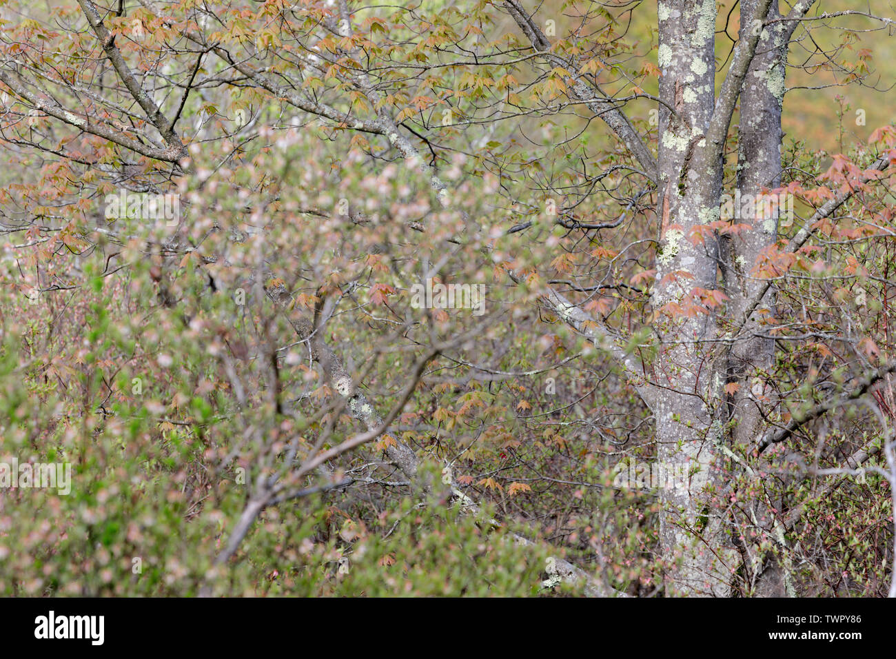 The glory of Spring in the Catskills Stock Photo - Alamy