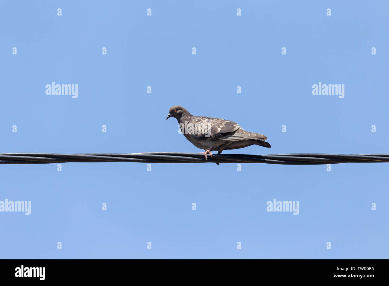 pigeon sitting on electrical wire against blue sky Stock Photo - Alamy