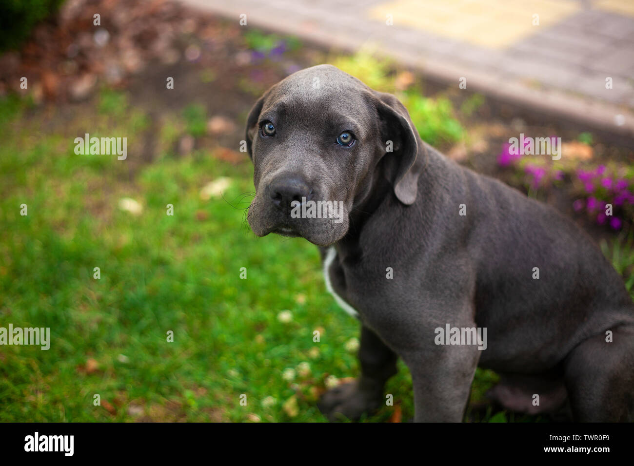 Cute cane corso puppy in the yard against grass background. Copy space ...
