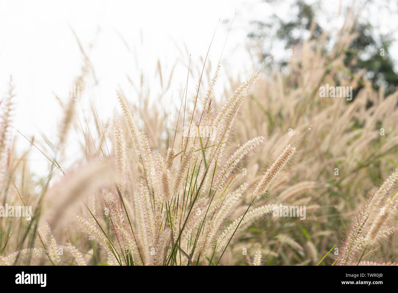 Nature background autumn grass hi-res stock photography and images - Alamy