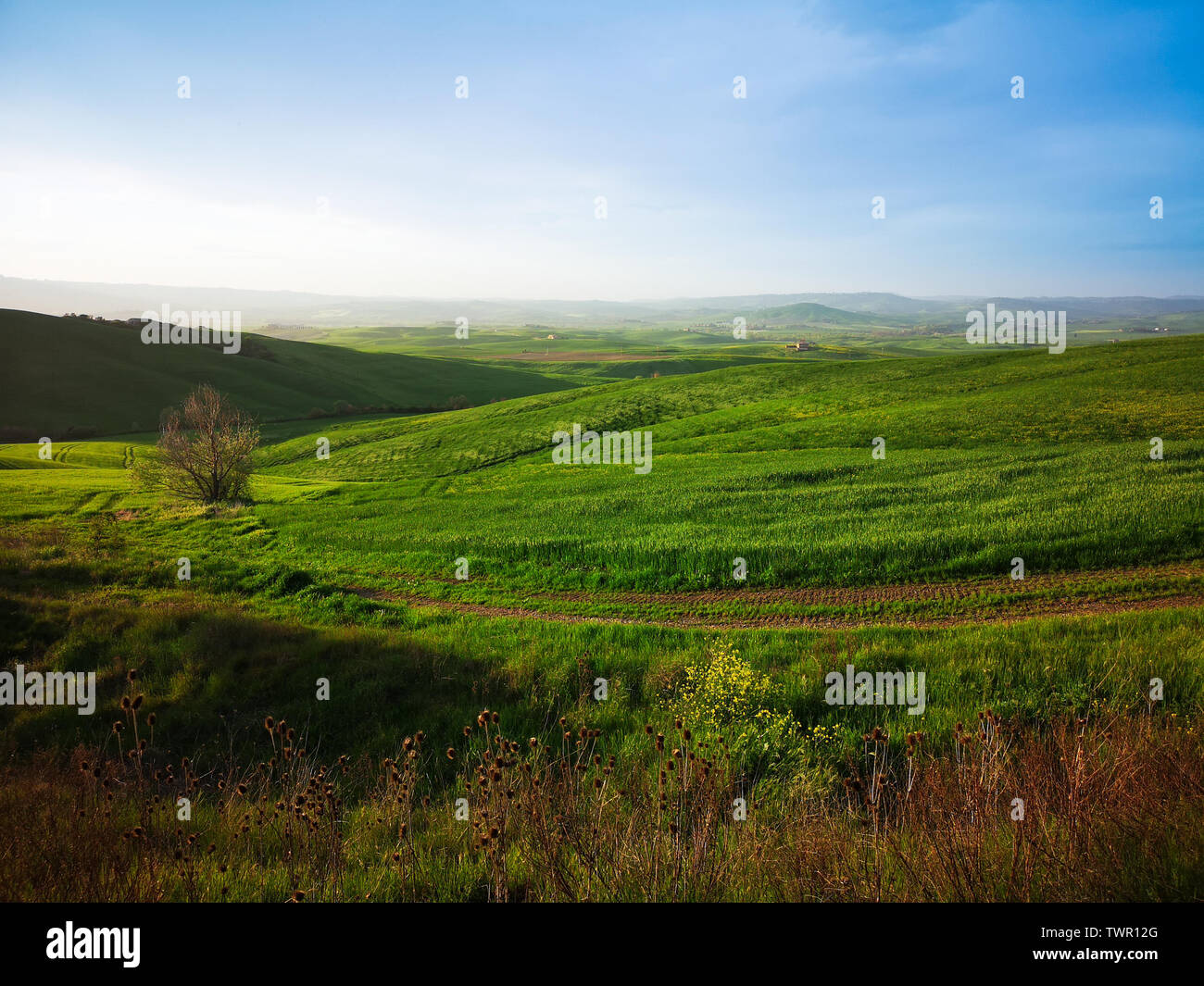 Landscape in spring. Sinuous gorgeous green hills in a sunny day Stock ...
