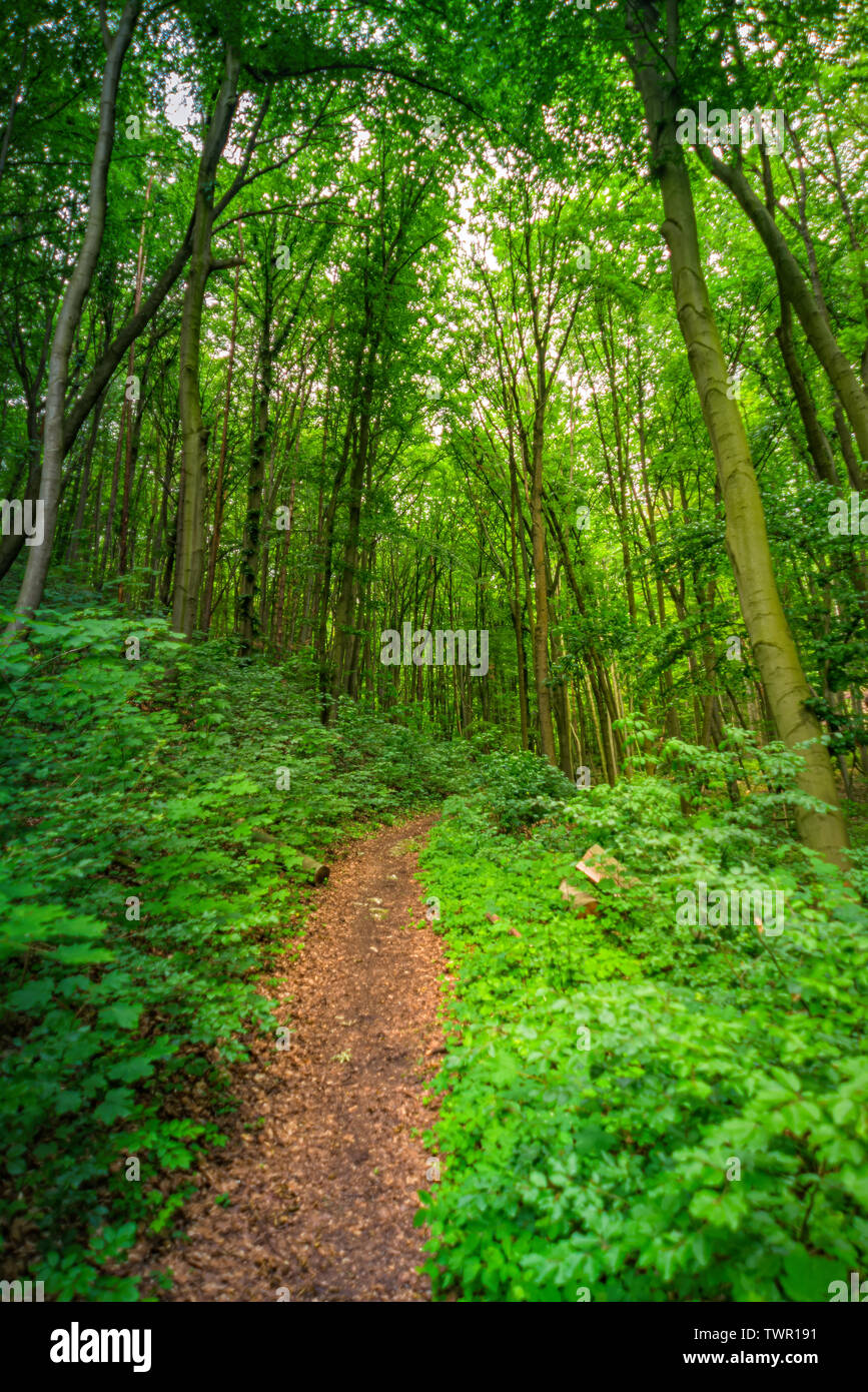 Path in the forest lined with big old trees Stock Photo - Alamy