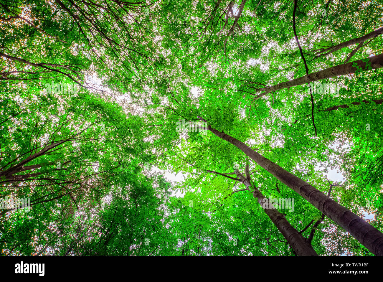 Treetops in the forest from below Stock Photo - Alamy