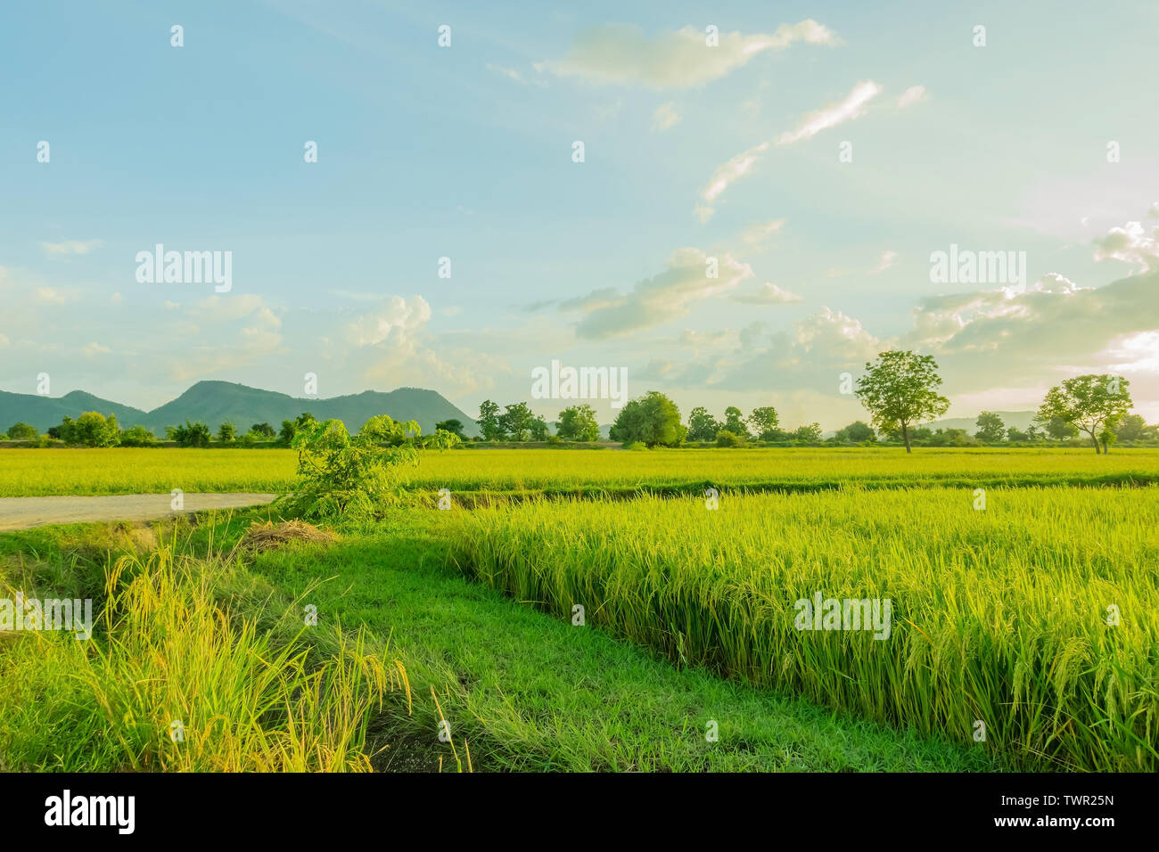 Rice fields in the evening before sunset Stock Photo - Alamy