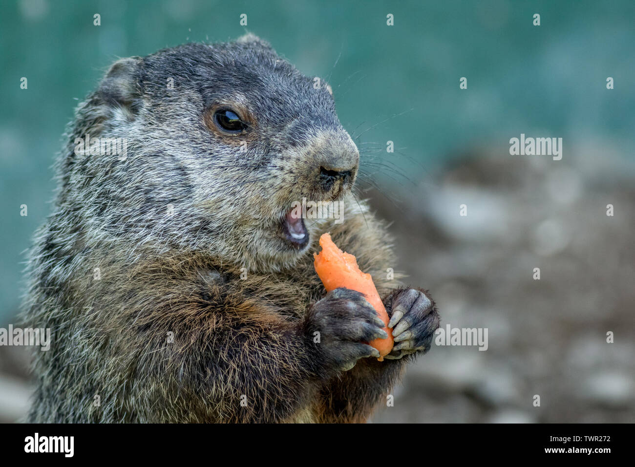Funny young groundhog (Marmota Monax) holds a carrot with both hands Stock Photo - Alamy