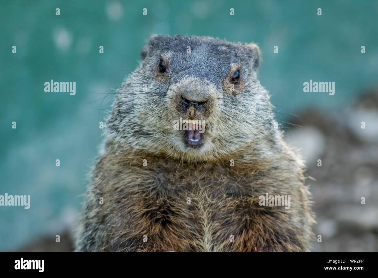 Adorable young groundhog (Marmota Monax) closeup faces front mouth open ...