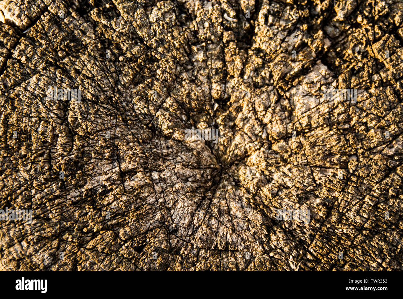 Cross section trunk life years hi-res stock photography and images - Alamy