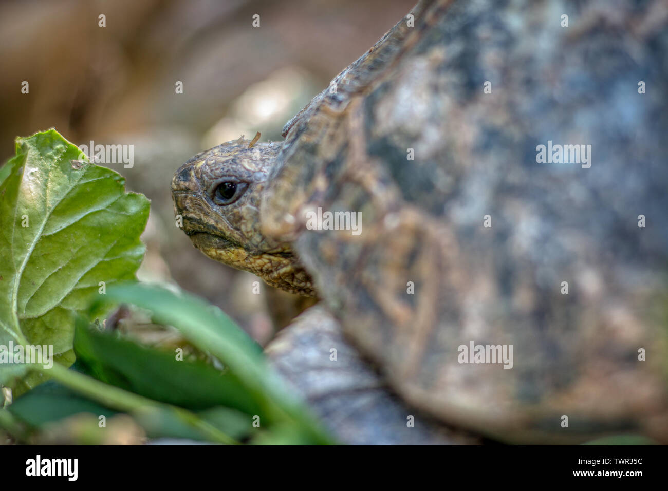 Moroccan turtle hi-res stock photography and images - Alamy