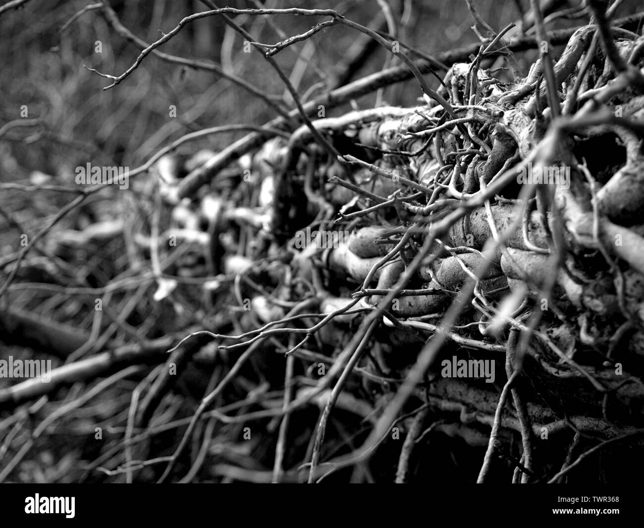 Old tree roots wrapped around hi-res stock photography and images - Alamy
