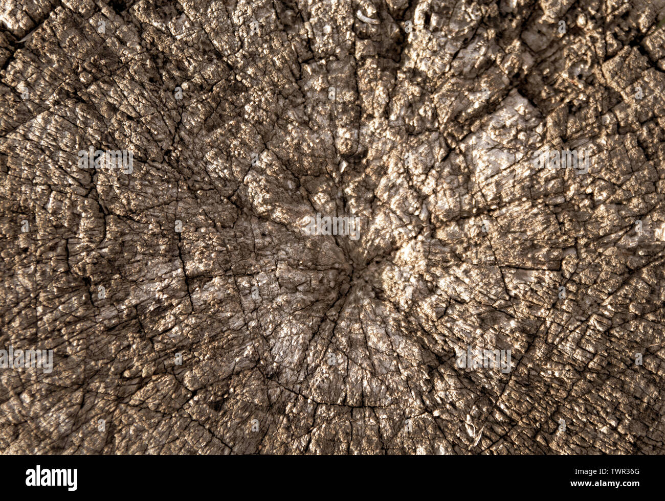 Rough cross cut section of a tree trunk Stock Photo - Alamy