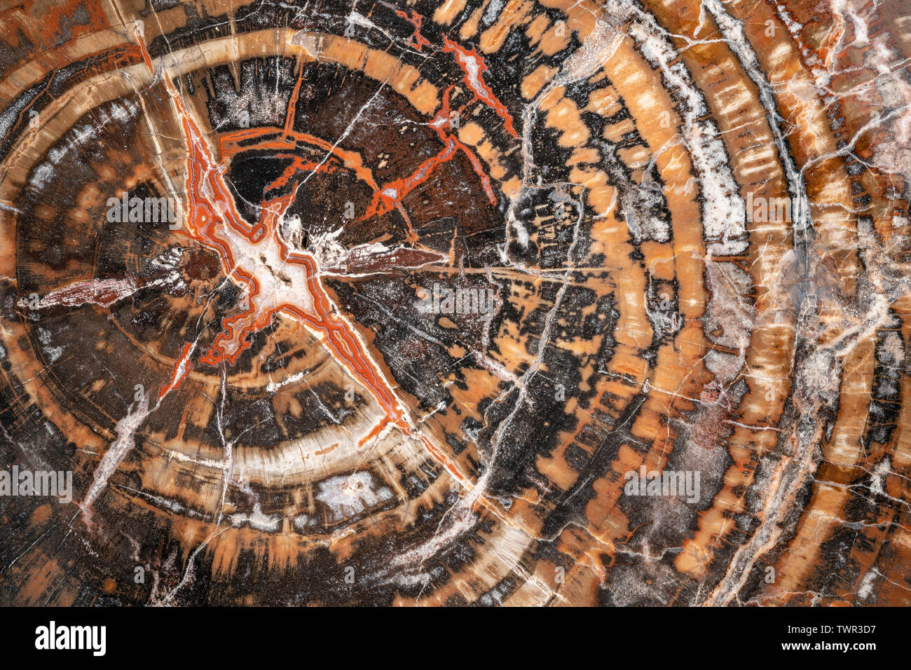Fossilized trunks hi-res stock photography and images - Alamy