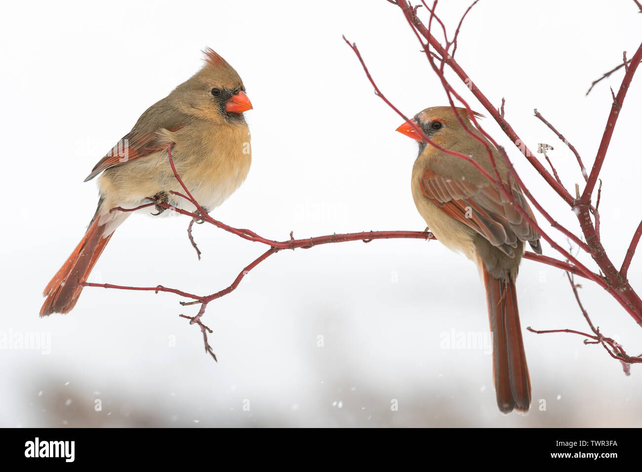 Female northern cardinal (Cardinalis cardinalis), January, Eastern ...