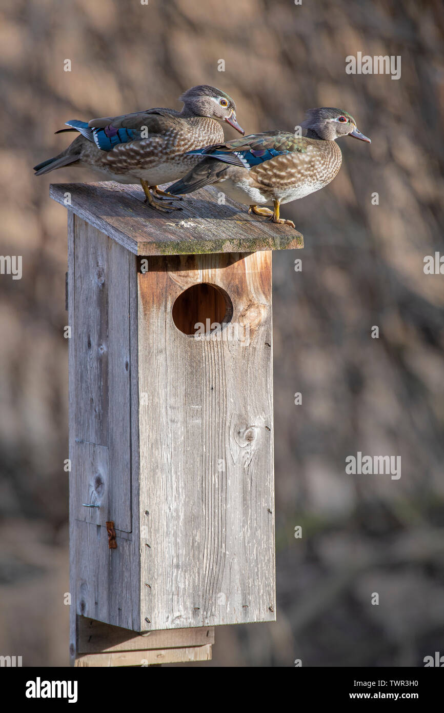 Wood Ducks (Aix sponsa) and Wood Duck nesting box, E North America, by ...