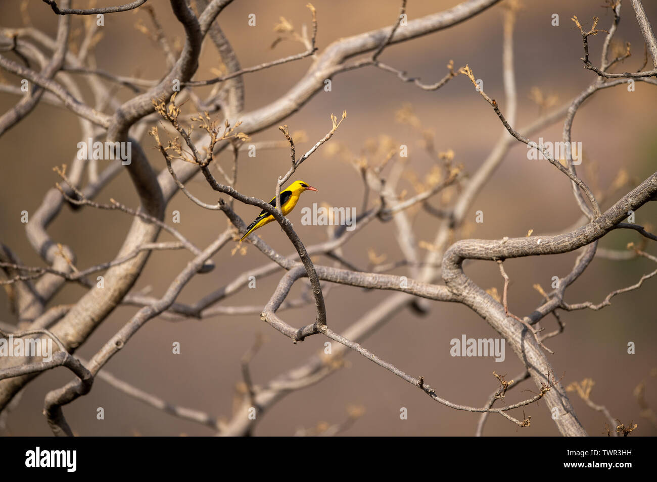Family oriolidae hi-res stock photography and images - Alamy