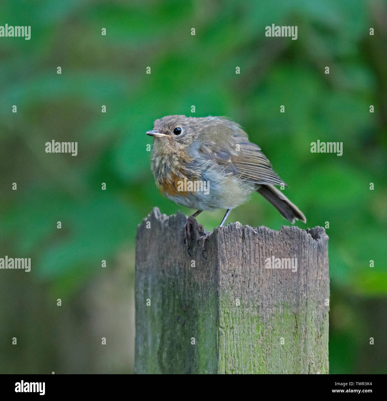 Red crested robin hi-res stock photography and images - Alamy