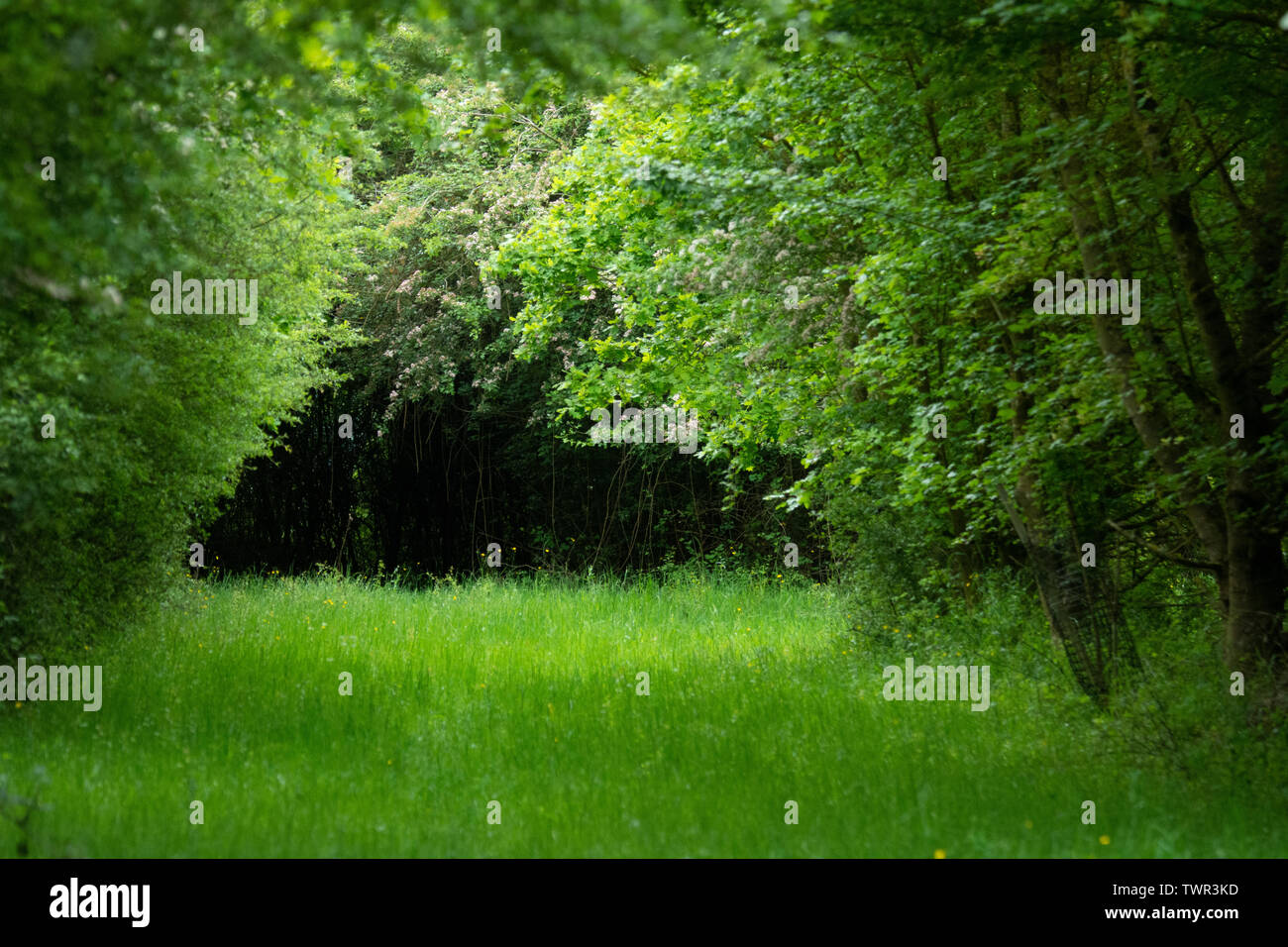 Lush woodland ride Stock Photo - Alamy
