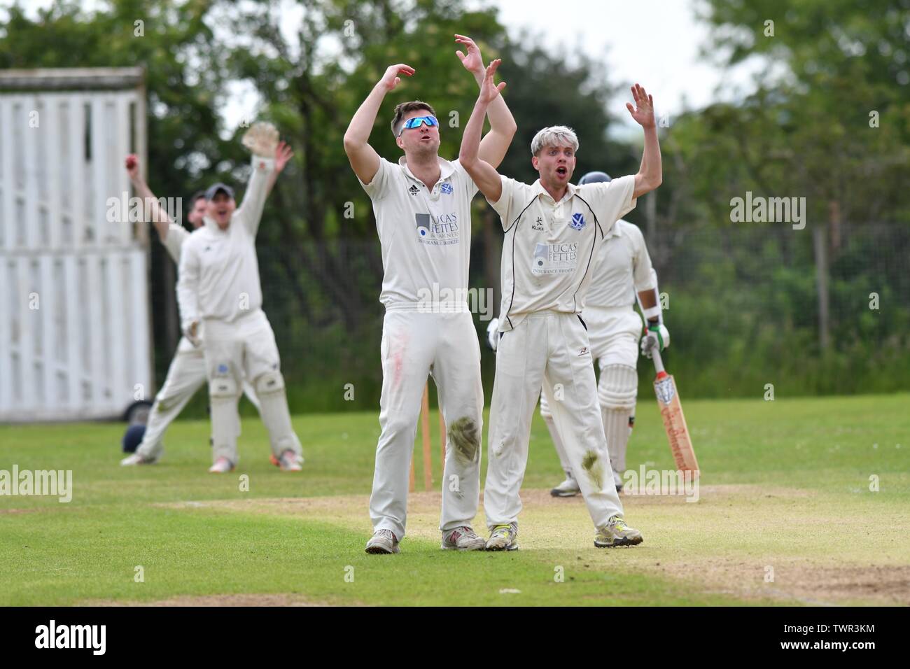 Lbw appeal hi-res stock photography and images - Alamy