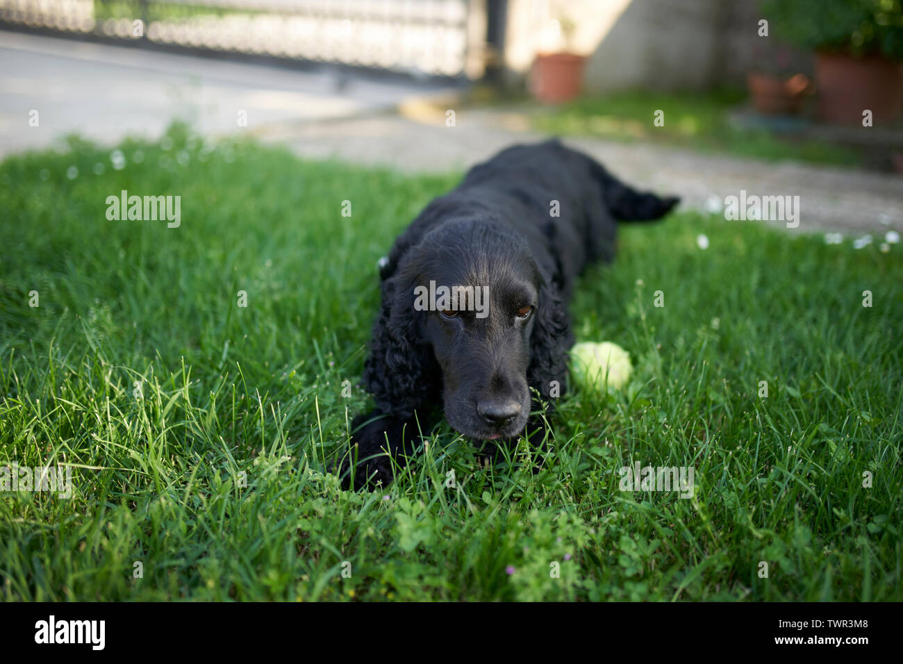 cocker spaniel in the garden Stock Photo - Alamy