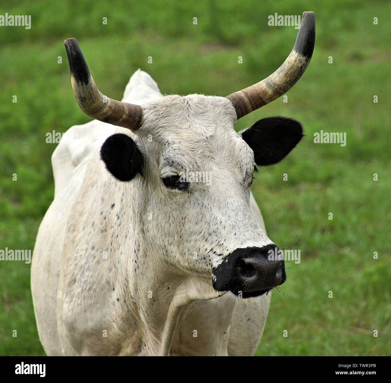 Florida Cracker Cow from Babcock Ranch in Charlotte County, Florida ...