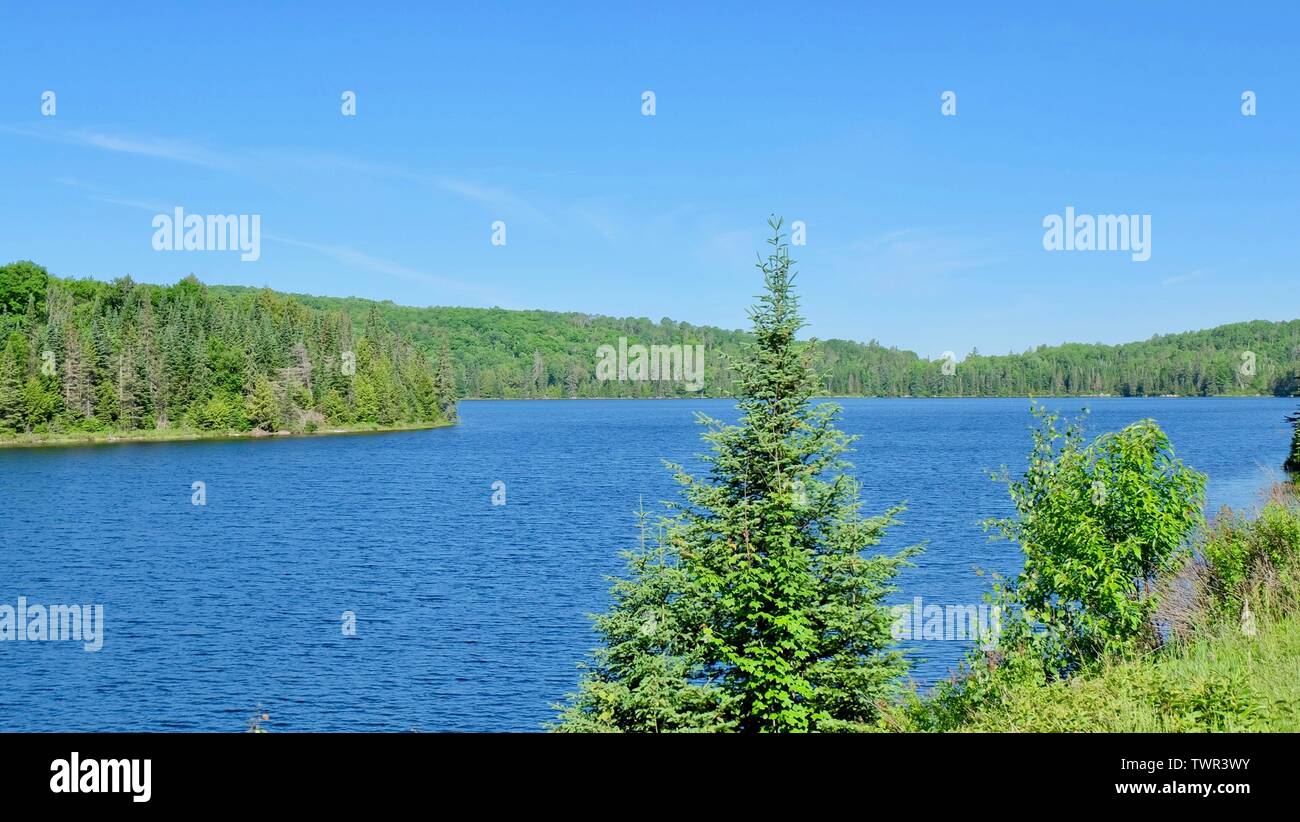 green trees and blue water show how colorful the nature is Stock Photo ...