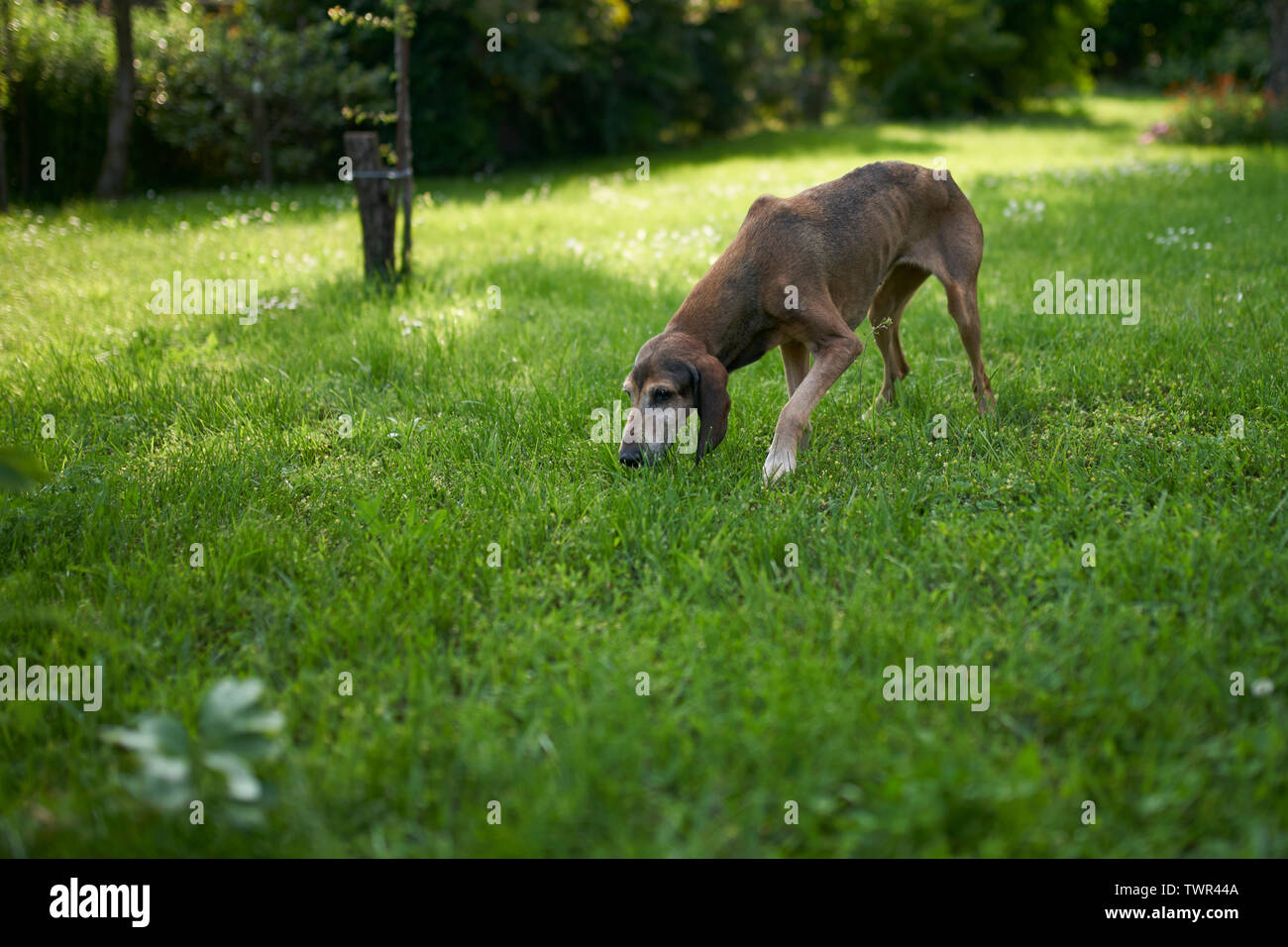 Walk across grass in meadow hi-res stock photography and images - Alamy