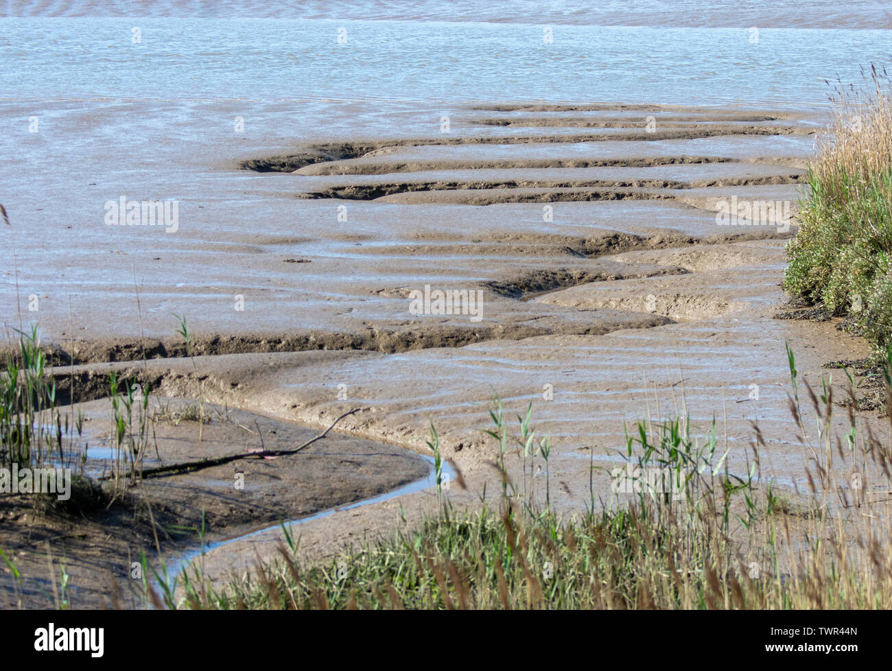 Intertidal mudflat hi-res stock photography and images - Alamy