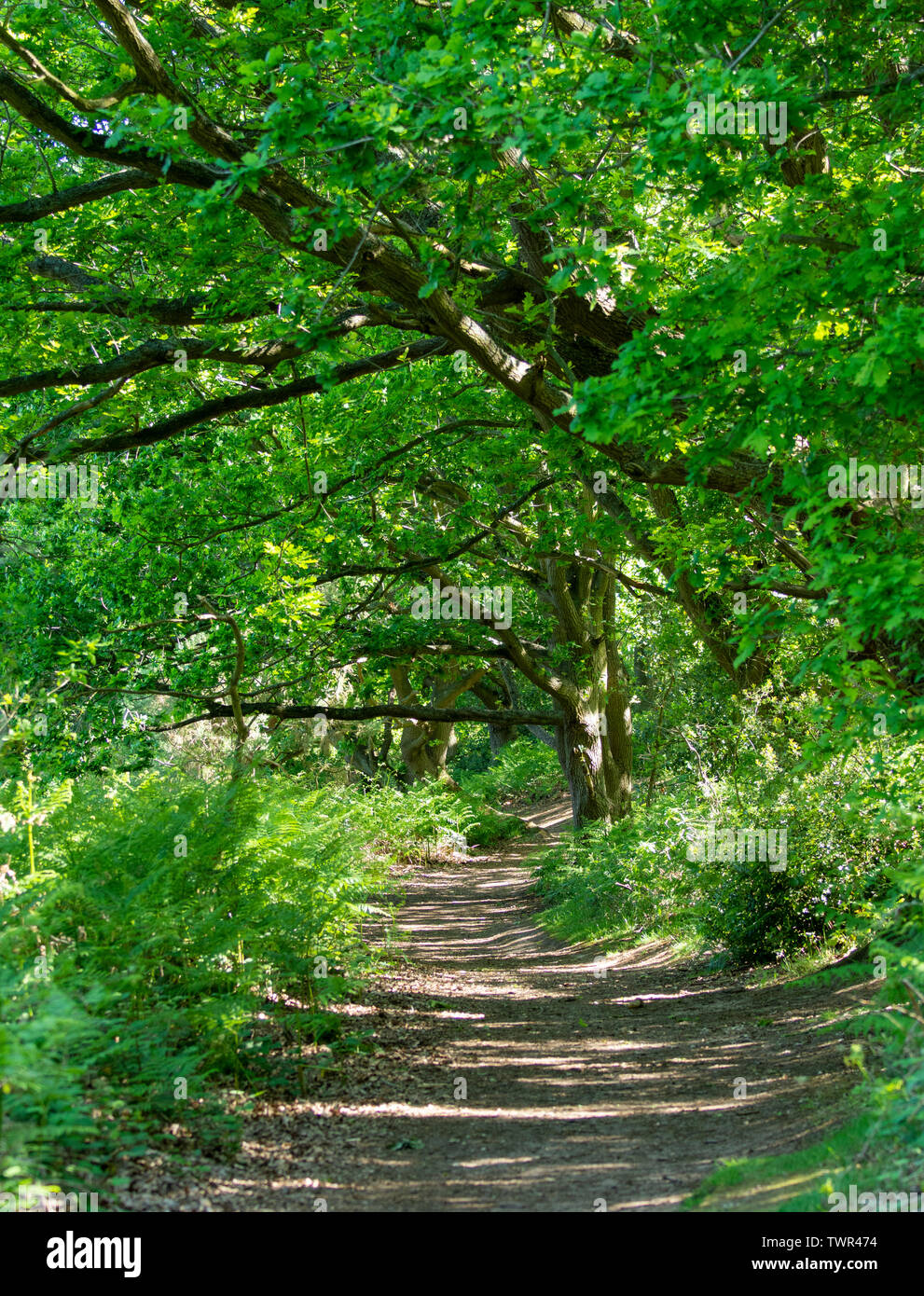 Footpath passing under oak tress (Quercus rober) in Snape Warren Wood ...