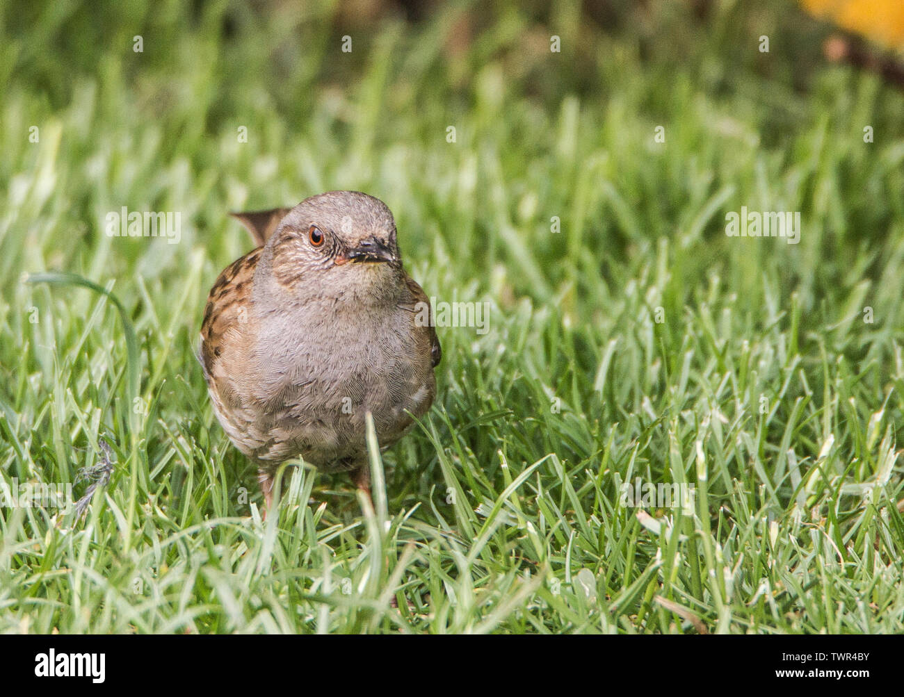 Small british brown bird hi-res stock photography and images - Alamy
