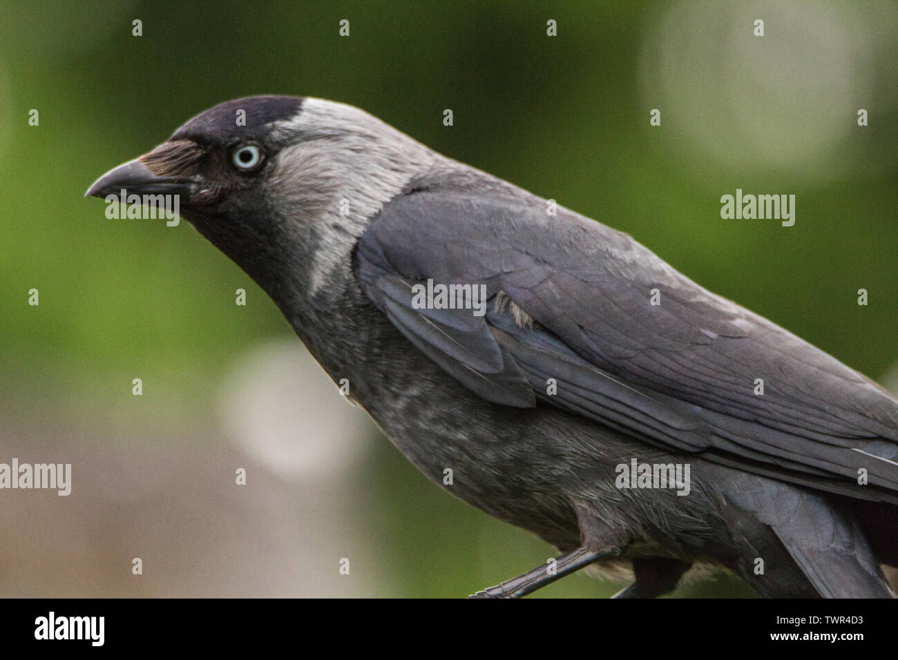 Large gray bird hi-res stock photography and images - Alamy