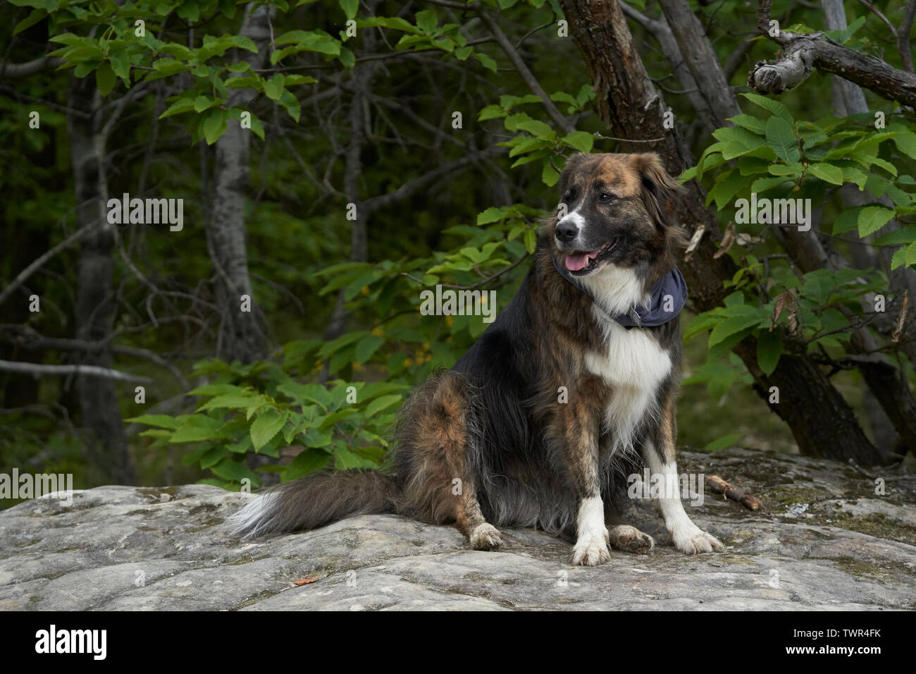 Dog in a forest hi-res stock photography and images - Alamy