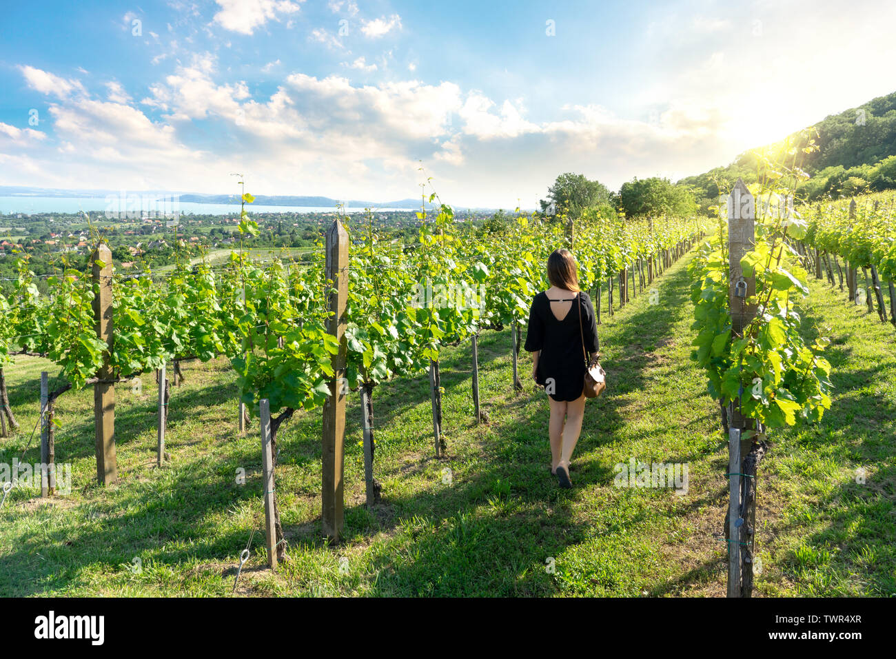 Nice vineyard in Csopak next to the lake Balaton at summer with a woman ...