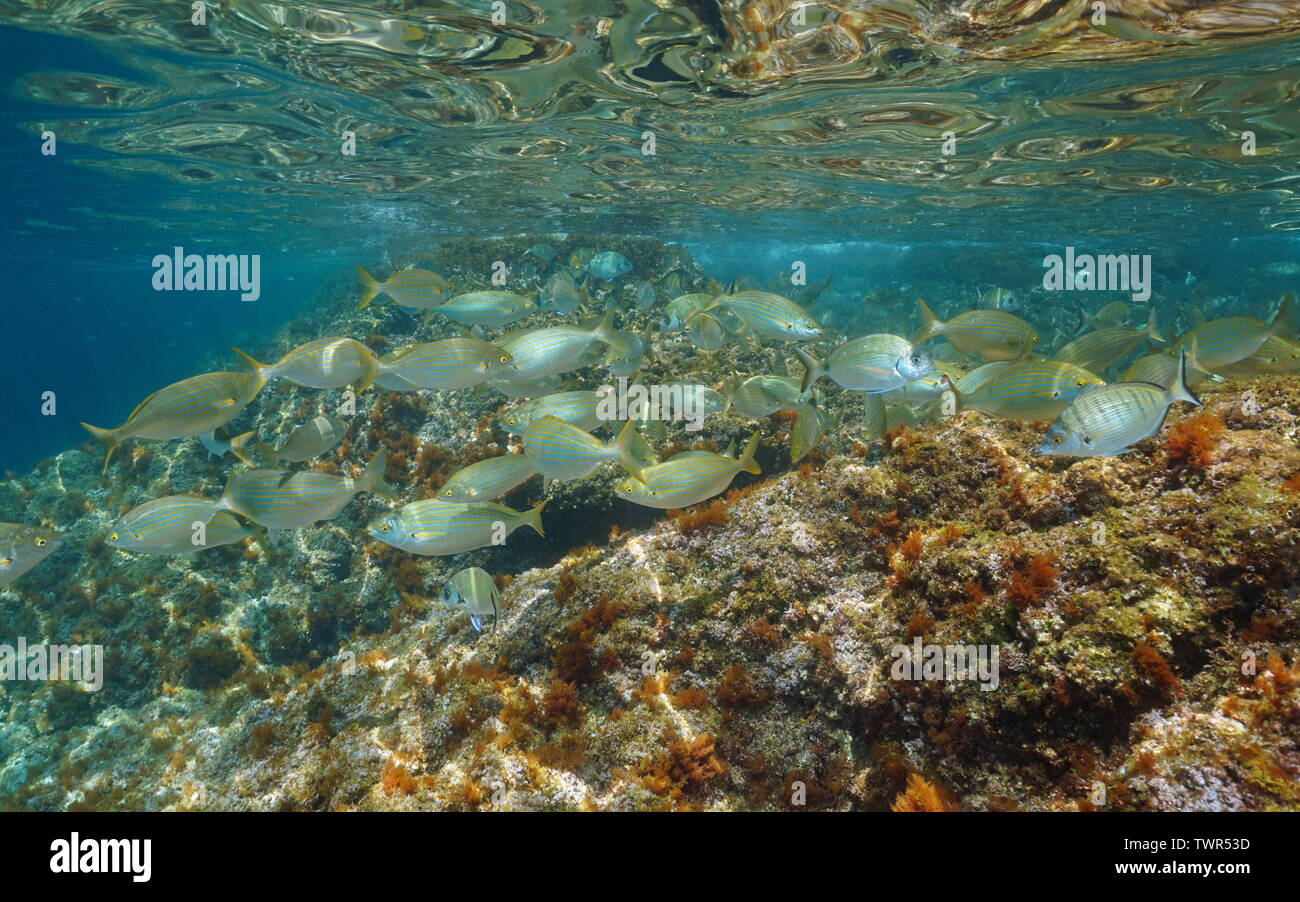 Shoal of fish seabreams in shallow water, Mediterranean sea, Costa ...