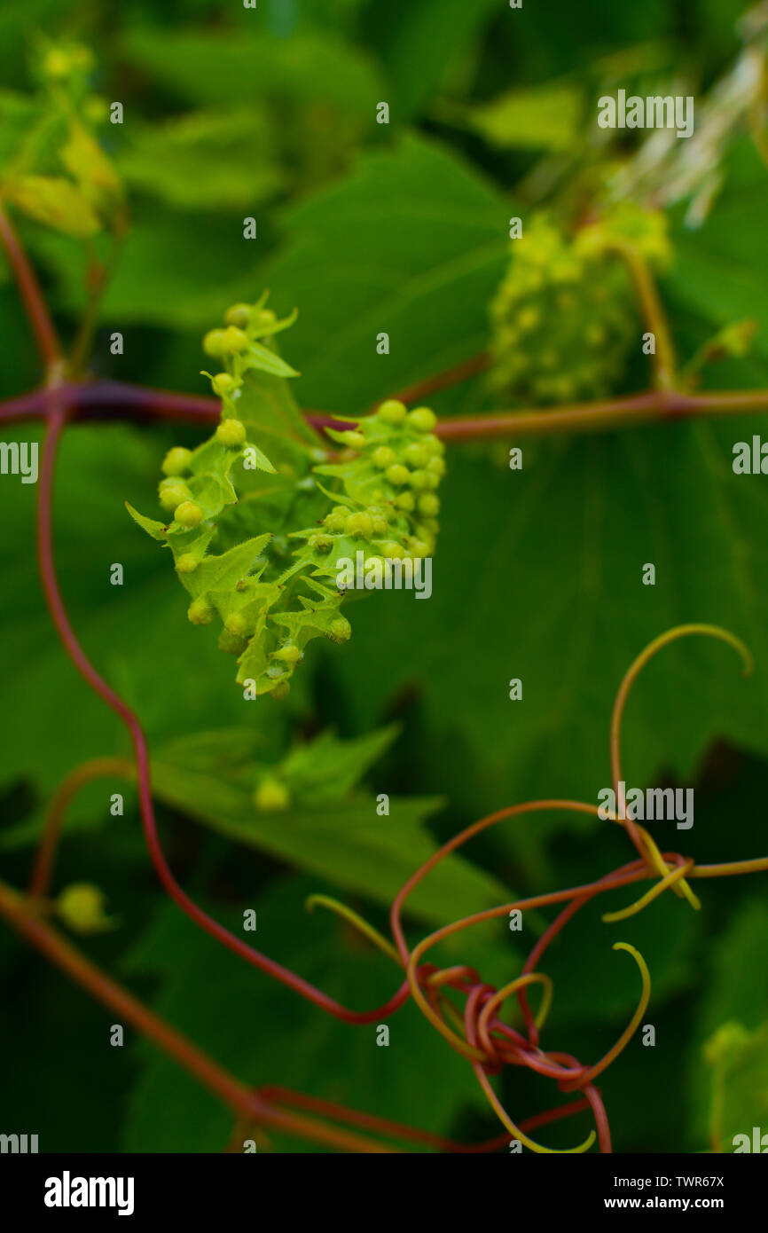 Abnormal plant growth hi-res stock photography and images - Alamy