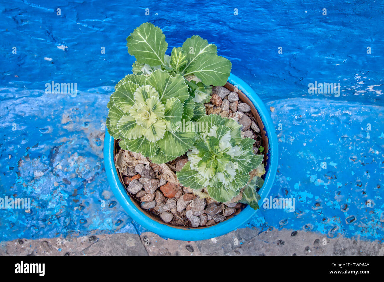 Plant in a pot viewed from above on blue background Stock Photo - Alamy