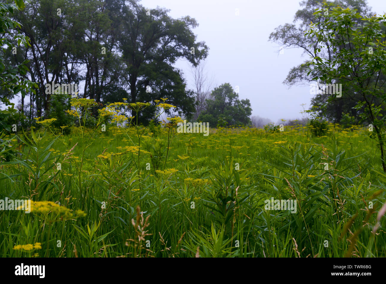 Midewin national tallgrass prairie hi-res stock photography and images ...